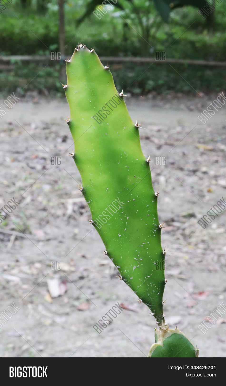 Small Dragon Fruit Image & Photo (Free Trial) | Bigstock