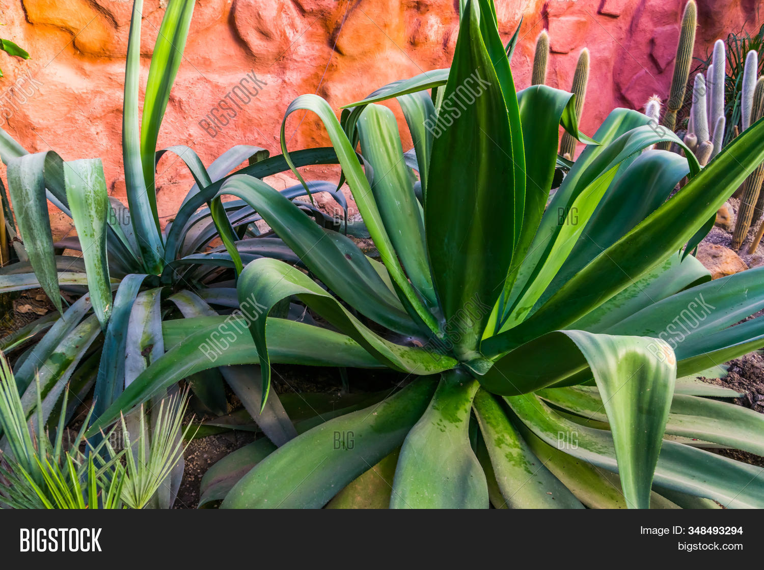 Closeup Big Agave Image & Photo (Free Trial) | Bigstock