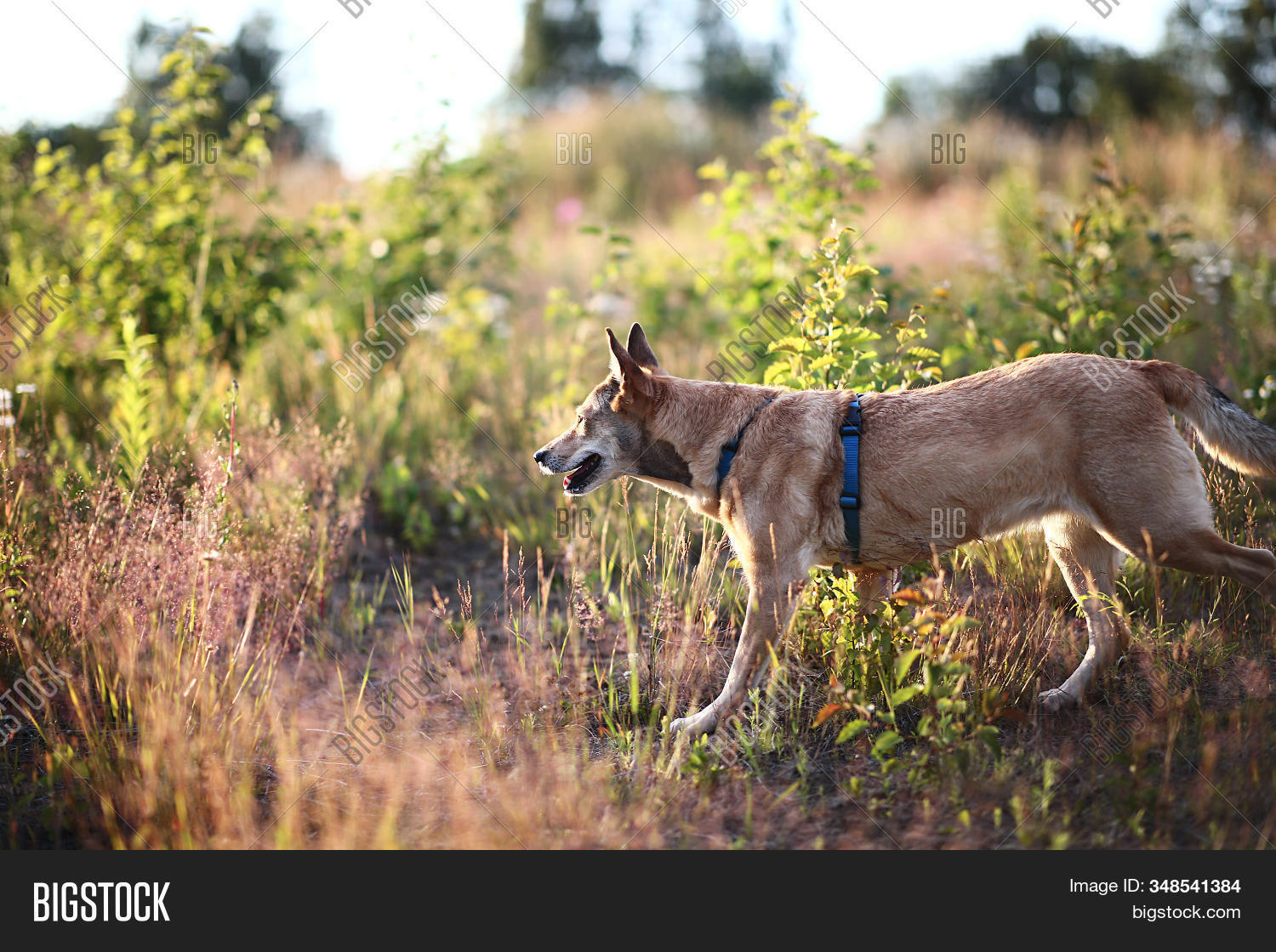 Happy Dog Walking Image & Photo (Free Trial) | Bigstock