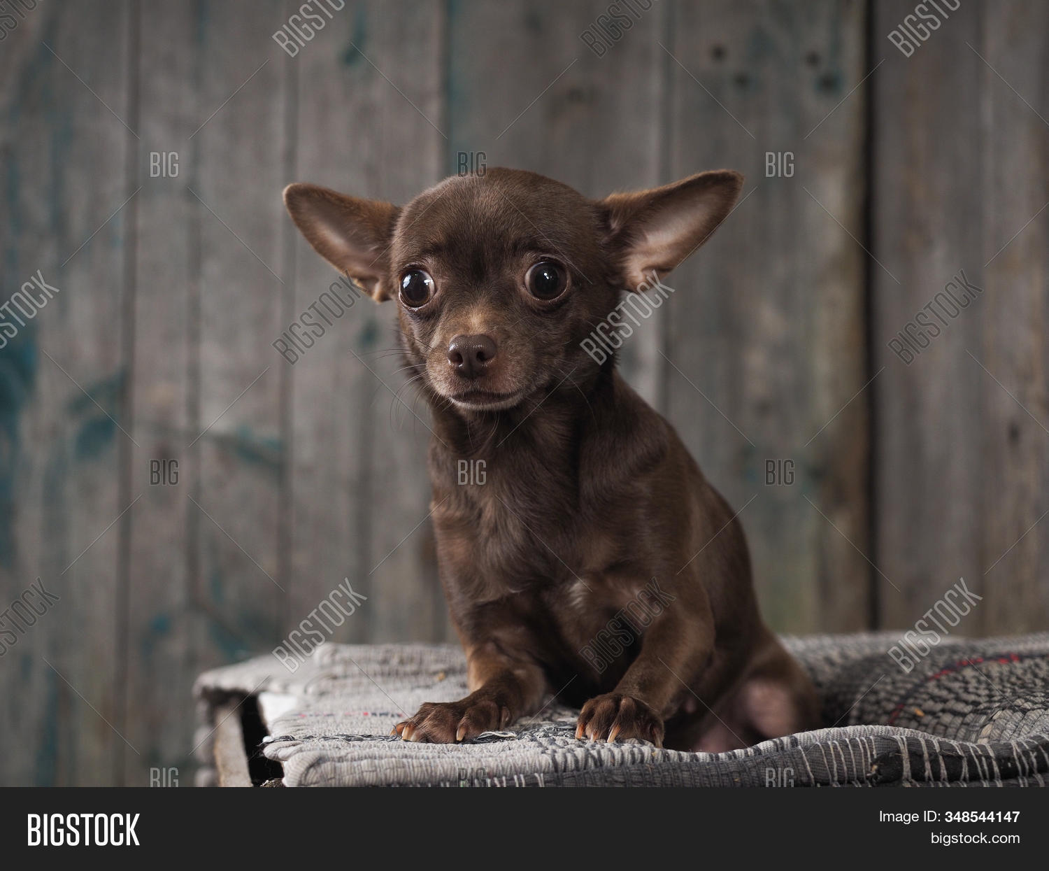 Incredibly Stunned Dog Image & Photo (Free Trial) | Bigstock