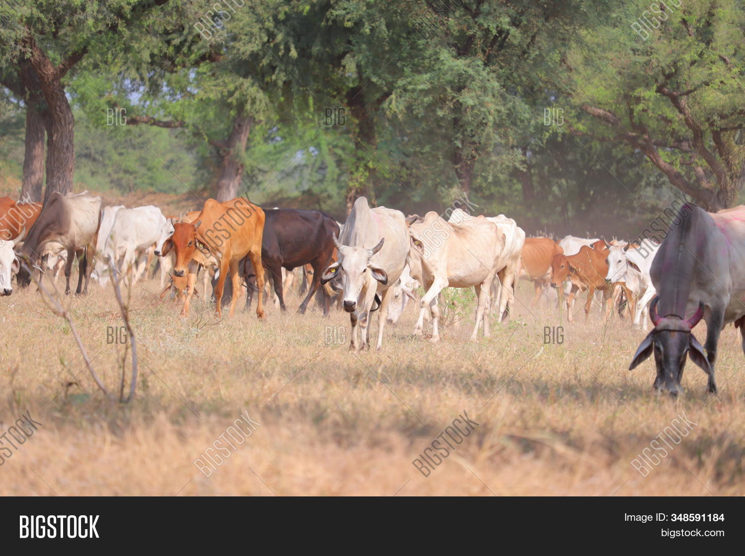 Orange Cows , Black Image & Photo (Free Trial) | Bigstock