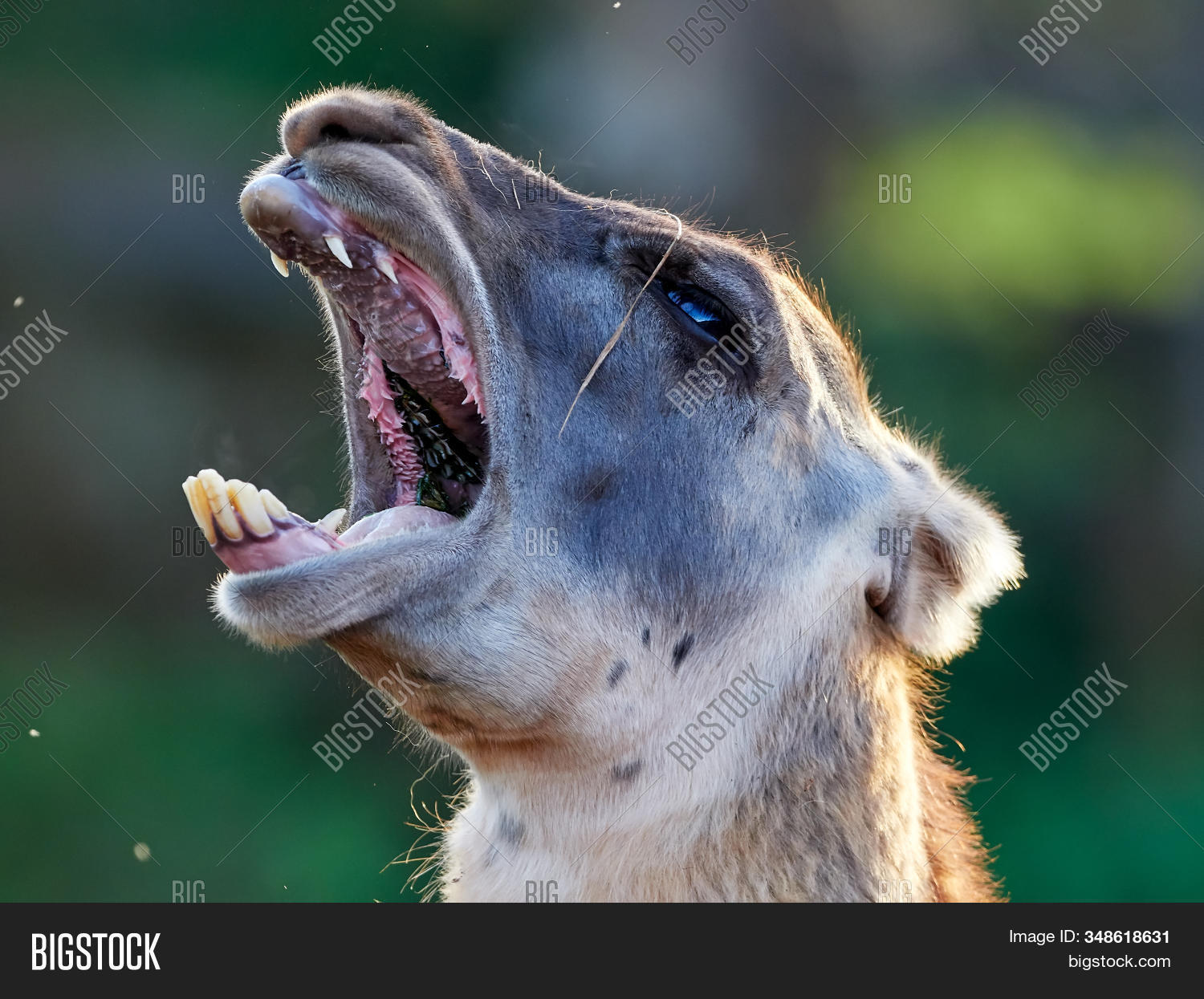 Funny Lama Close Image & Photo (Free Trial) | Bigstock