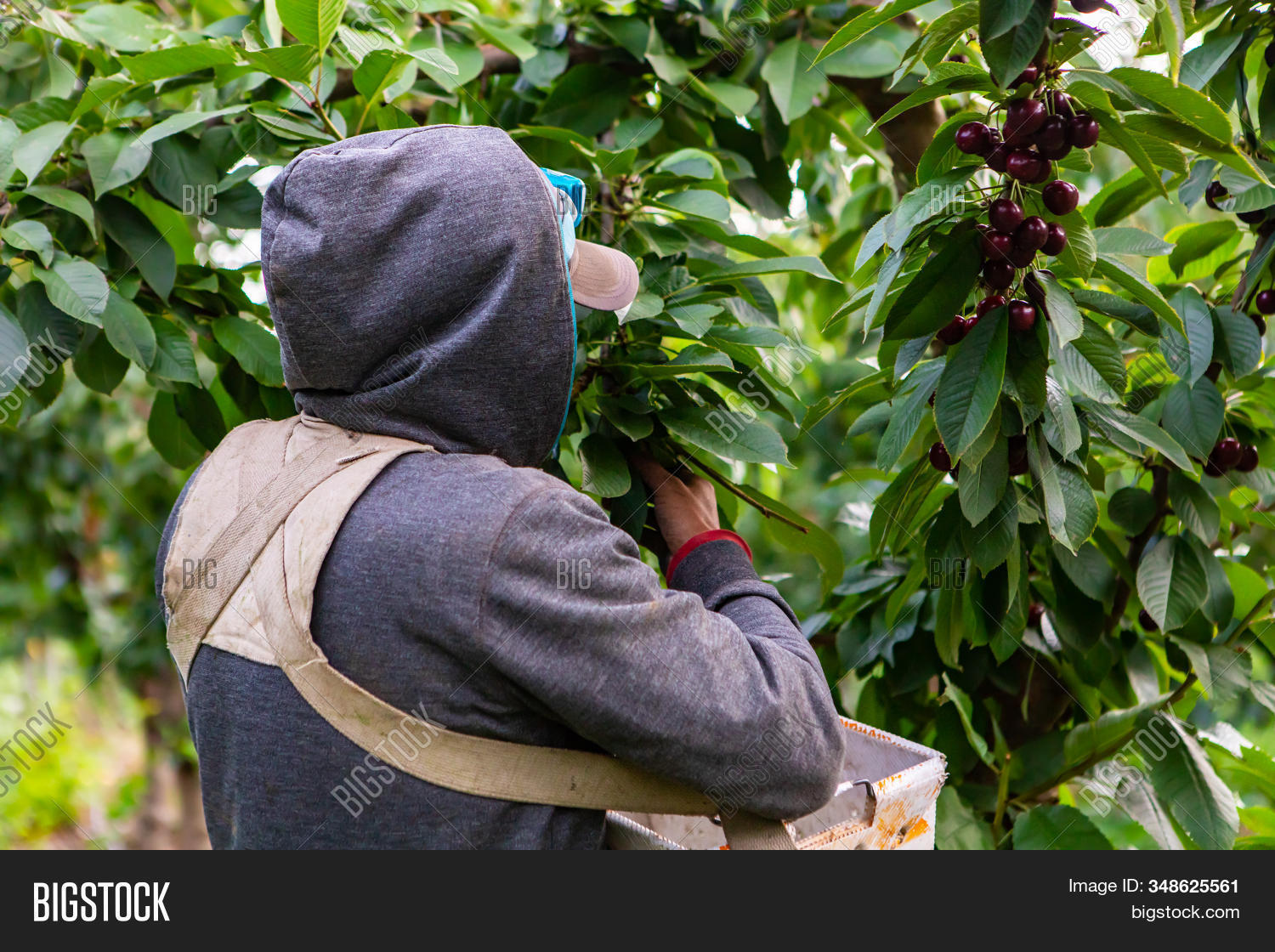 Cherry Production Image & Photo (Free Trial) | Bigstock