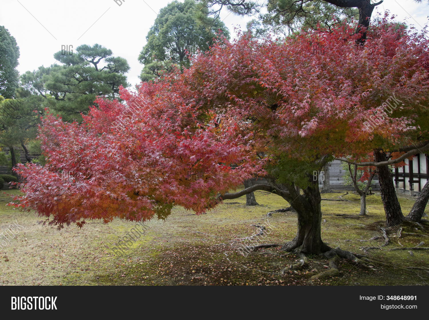 Red Leave Maple Tree Image & Photo (Free Trial) | Bigstock