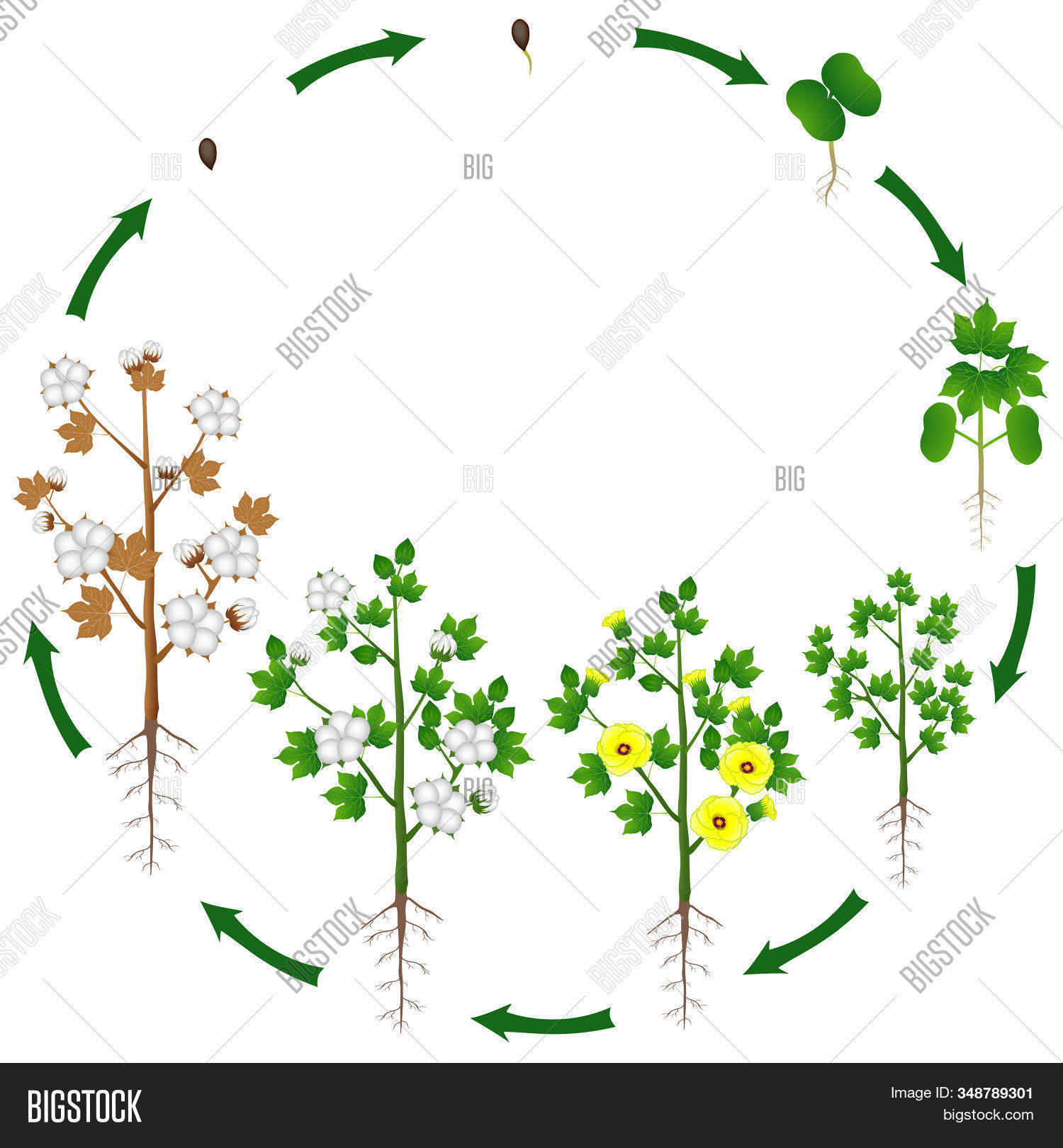 Life Cycle Cotton Vector & Photo (Free Trial) | Bigstock