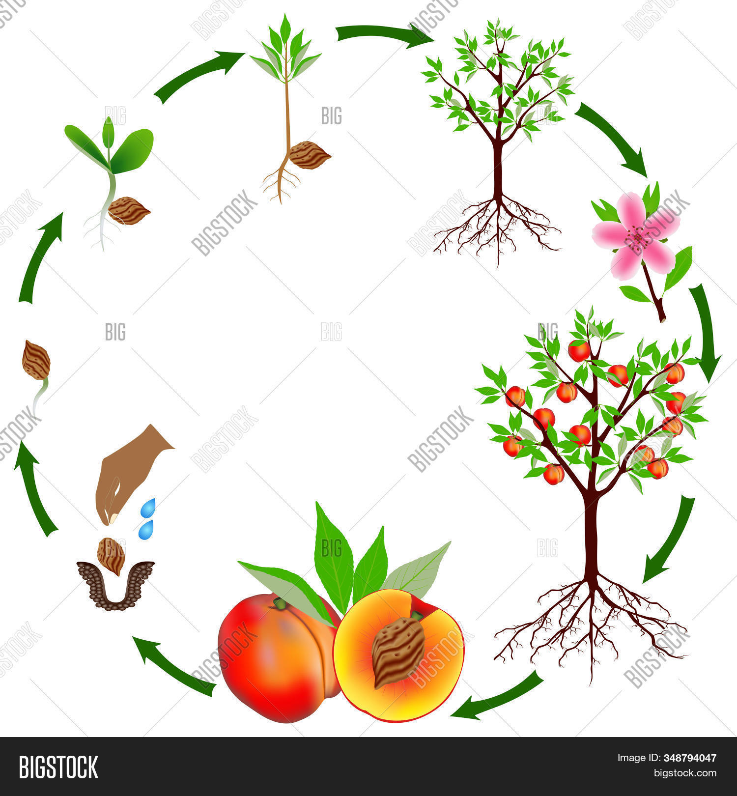 Life Cycle Peach Vector & Photo (Free Trial) | Bigstock