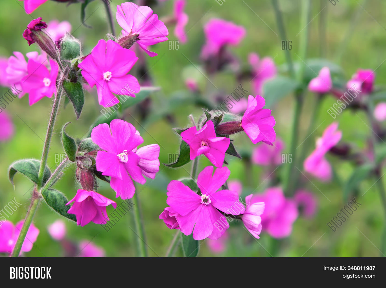 Flowers Perennial Image & Photo (Free Trial) | Bigstock