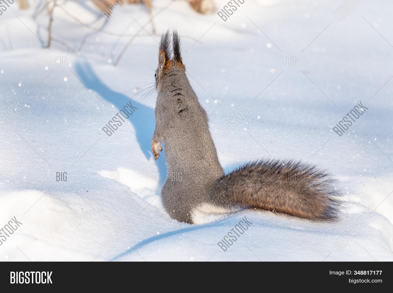 Rear View Squirrel Image & Photo (Free Trial) | Bigstock