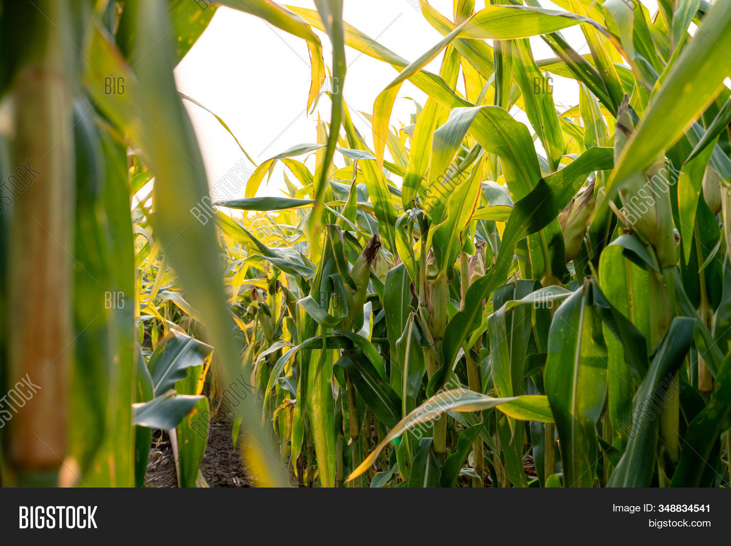 Corn Pods On Corn Image & Photo (Free Trial) | Bigstock