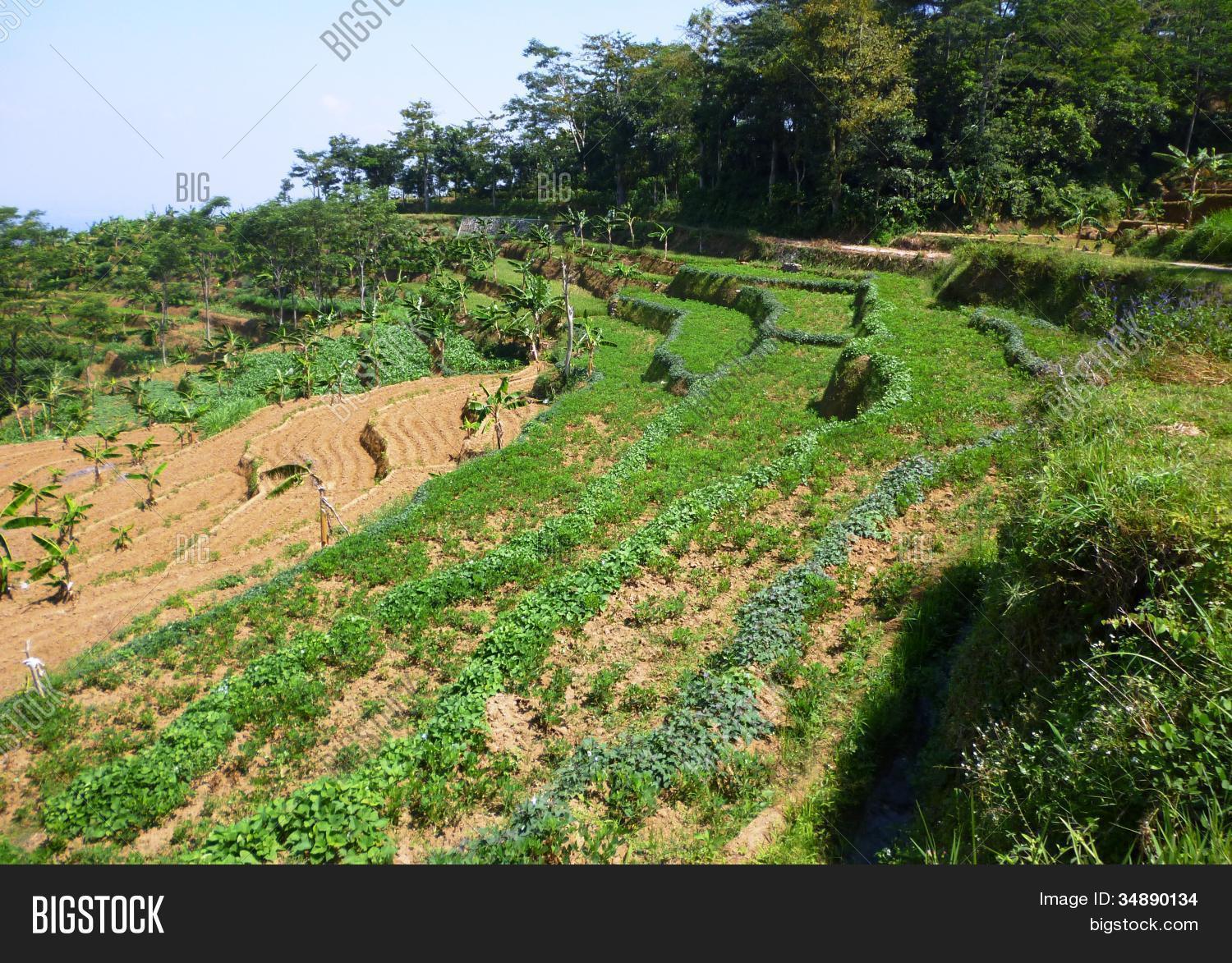 Terraced Fields Image & Photo (Free Trial) | Bigstock
