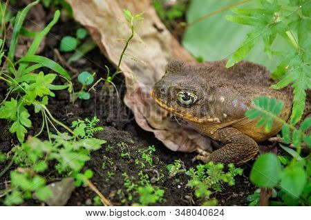 Tropical Toad Bright Image & Photo (Free Trial) | Bigstock