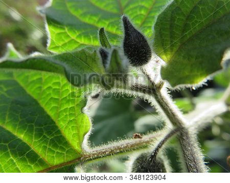Macro Photo Backlit Image & Photo (Free Trial) | Bigstock