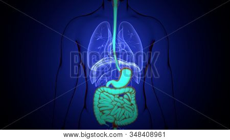 3d Rendered Anatomy Image & Photo (Free Trial) | Bigstock