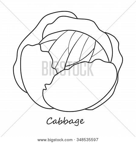 Cabbage Outline