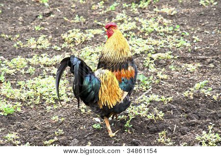 Banty Rooster Images, Illustrations & Vectors (Free) - Bigstock