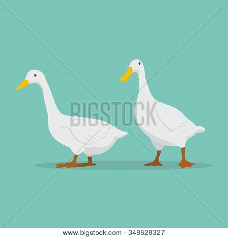 Duck Cartoon Set Vector & Photo (Free Trial) | Bigstock