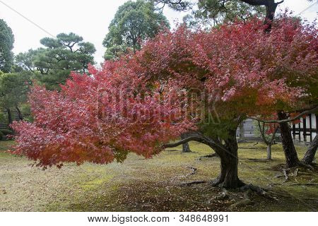 Red Leave Maple Tree Image & Photo (Free Trial) | Bigstock
