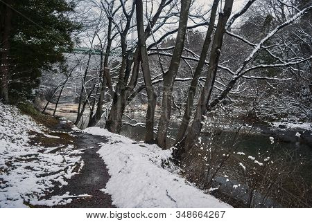 Snow-covered Trees Image & Photo (Free Trial) | Bigstock
