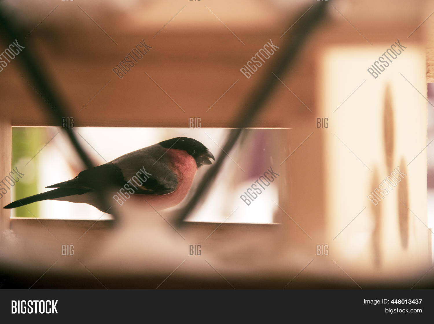 Bullfinch Photographed Image & Photo (Free Trial) | Bigstock