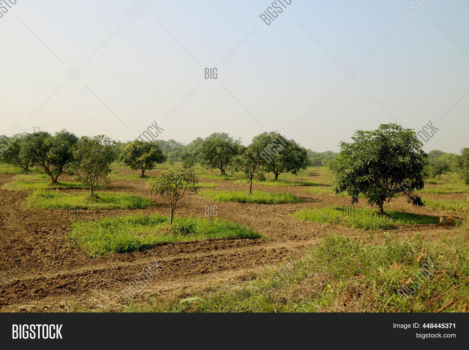 Young Mango Tree New Image & Photo (Free Trial) | Bigstock