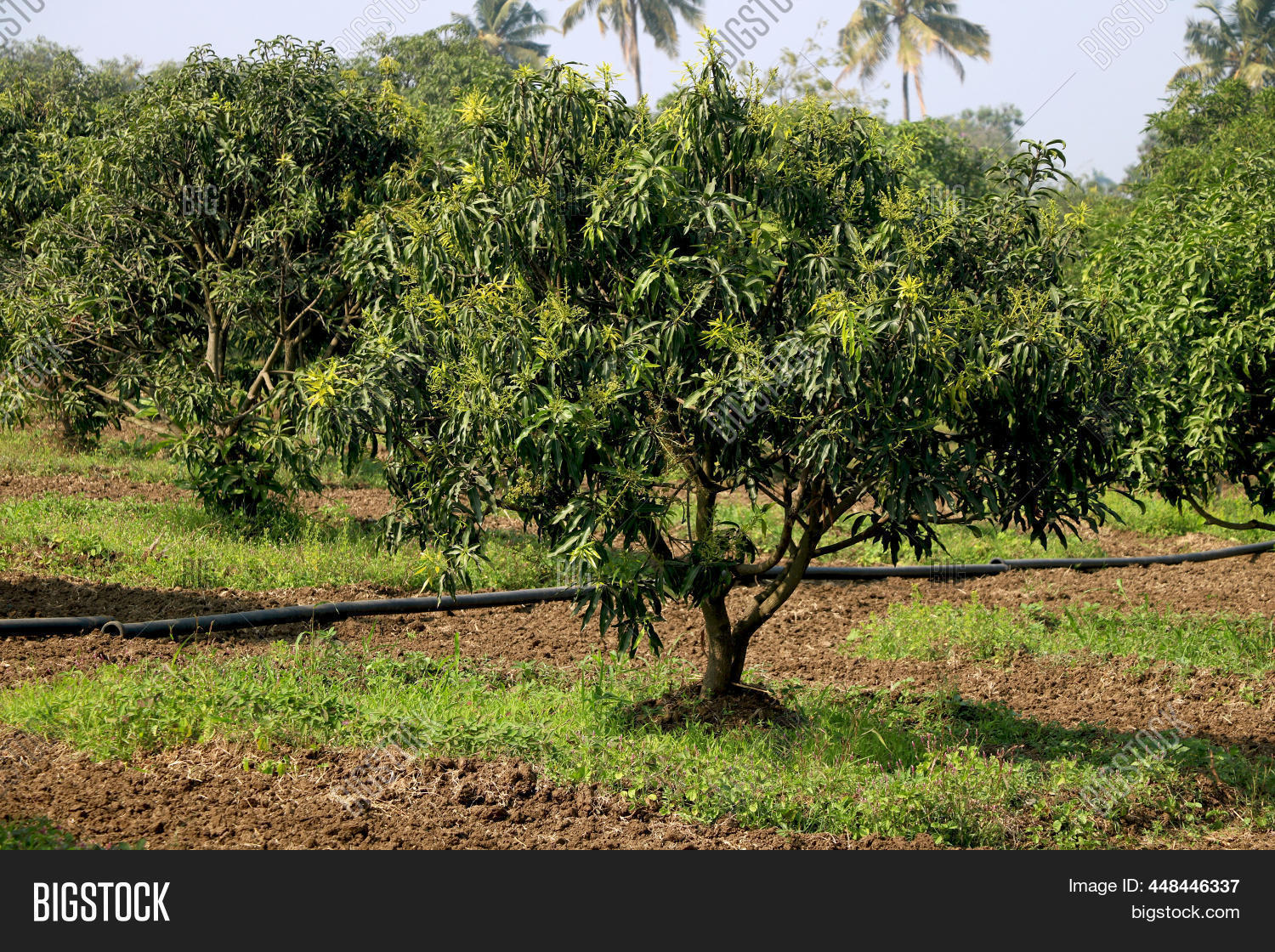 Young Mango Tree New Image & Photo (Free Trial) | Bigstock