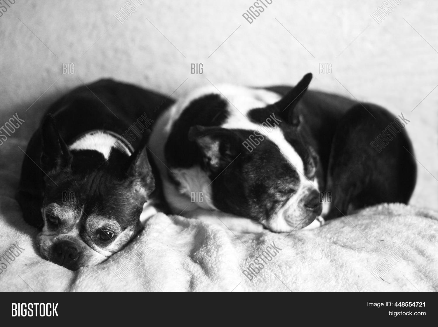 Two Boston Terriers Image & Photo (Free Trial) | Bigstock