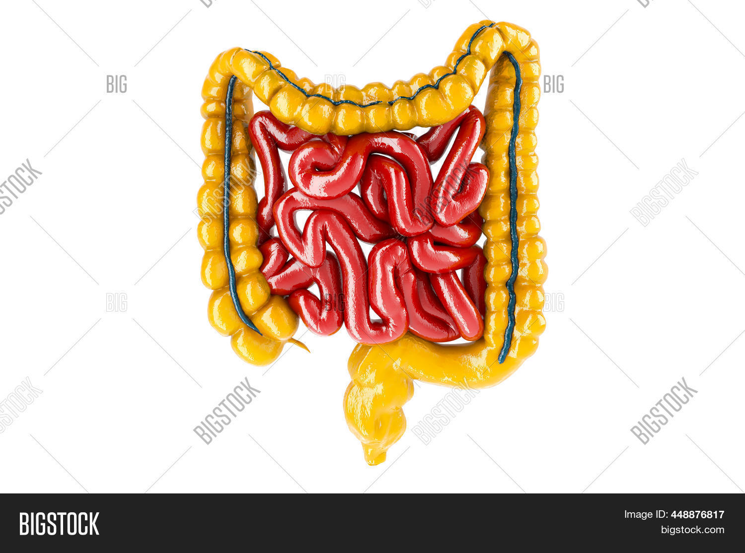 Human Intestines, Image & Photo (Free Trial) | Bigstock