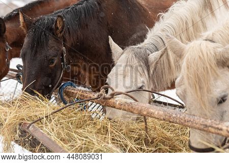 Horses Eat Hay Image & Photo (Free Trial) | Bigstock