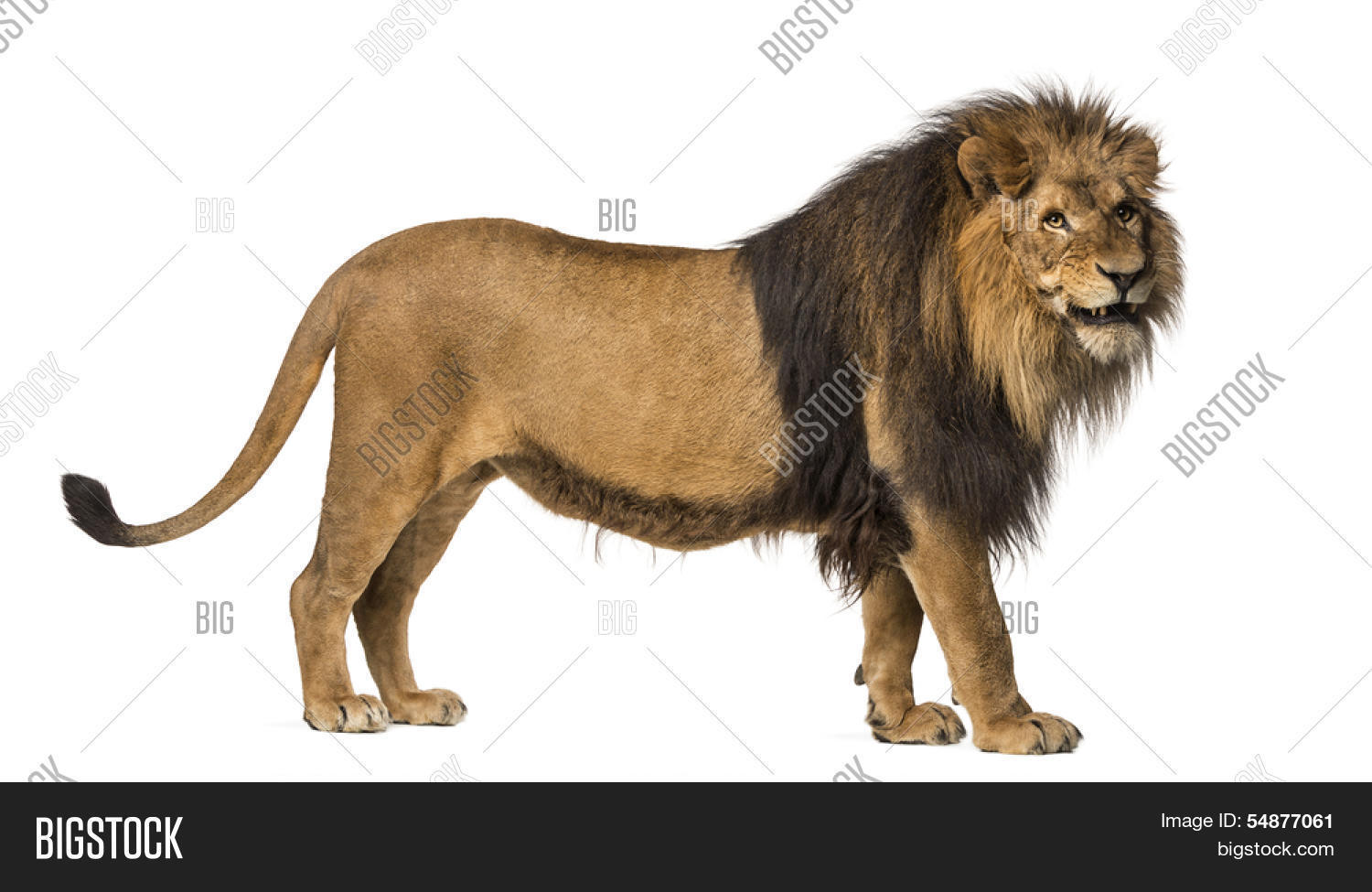 Side View Lion Image & Photo (Free Trial) | Bigstock