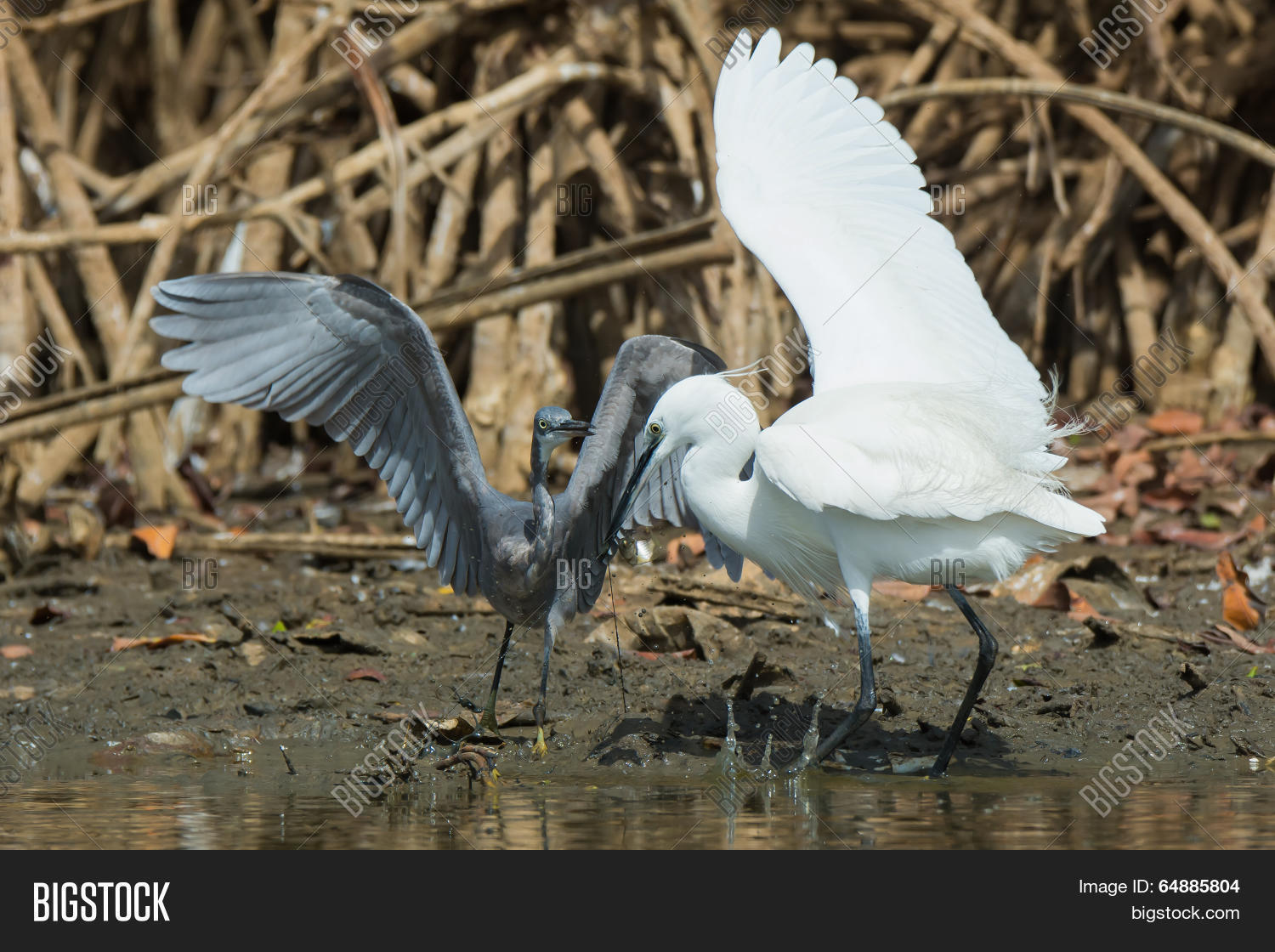 White Western Reef Image & Photo (Free Trial) | Bigstock