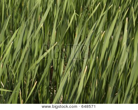 Tall Grass - Texture Image & Photo (Free Trial) | Bigstock