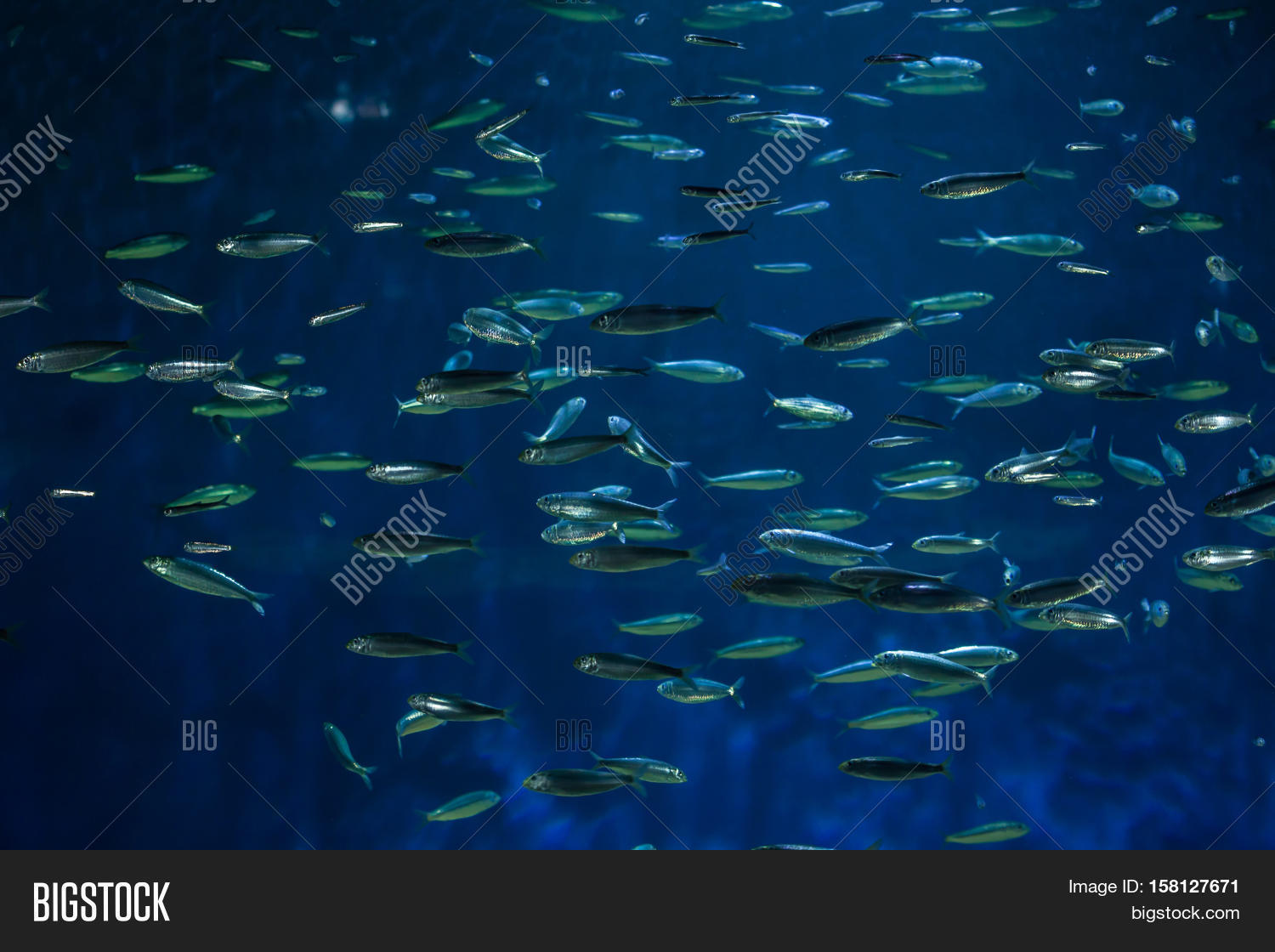 European Pilchard ( Image & Photo (Free Trial) | Bigstock
