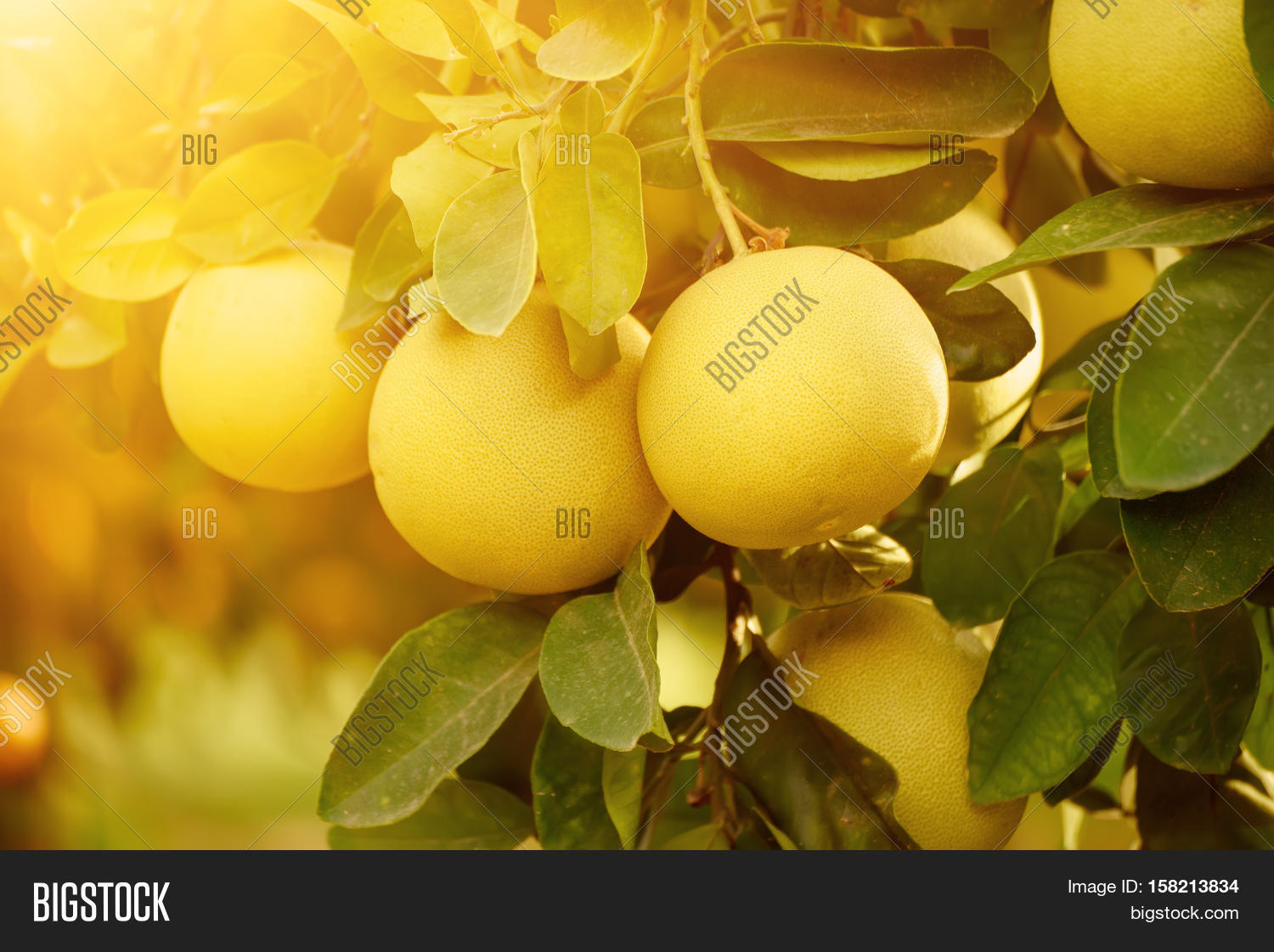 Ripe Pomelo Fruits Image & Photo (Free Trial) | Bigstock