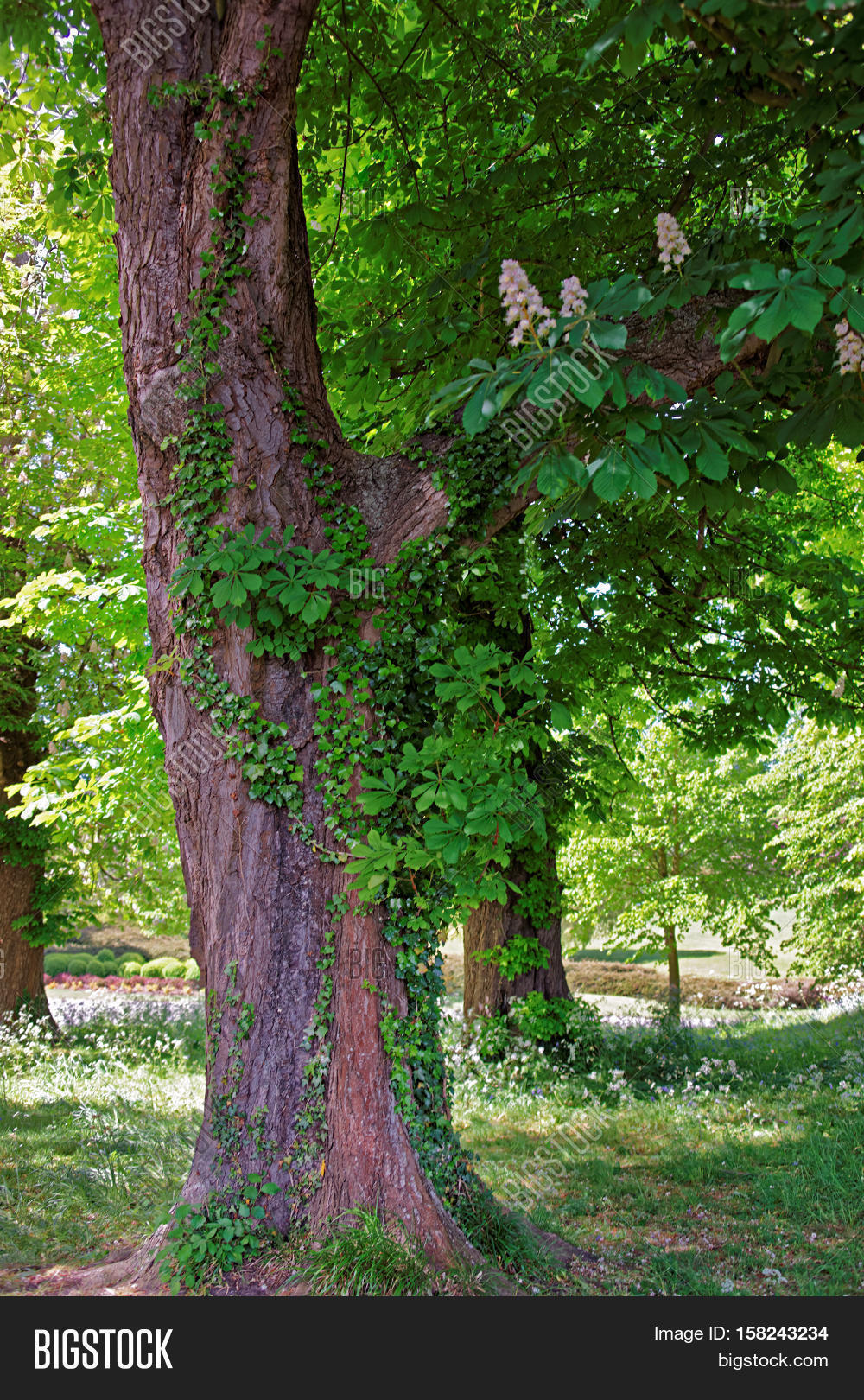 Ivy Tree Blossom Park Image & Photo (Free Trial) | Bigstock