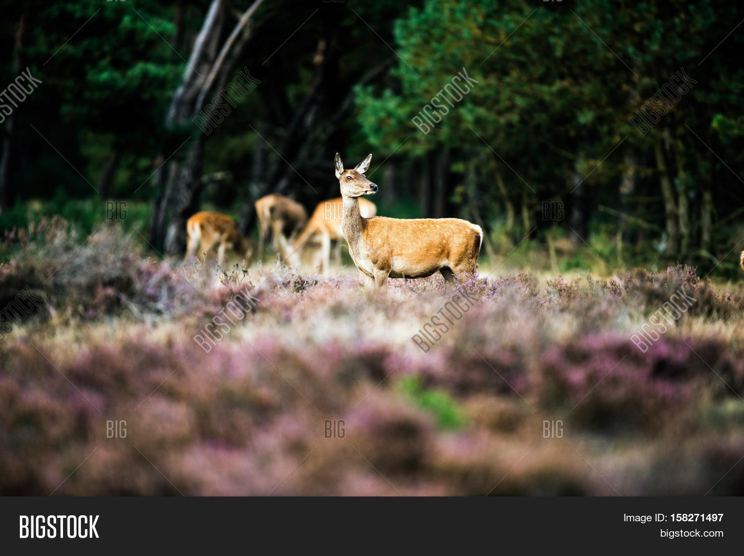 Alert Red Deer Doe Image & Photo (Free Trial) | Bigstock