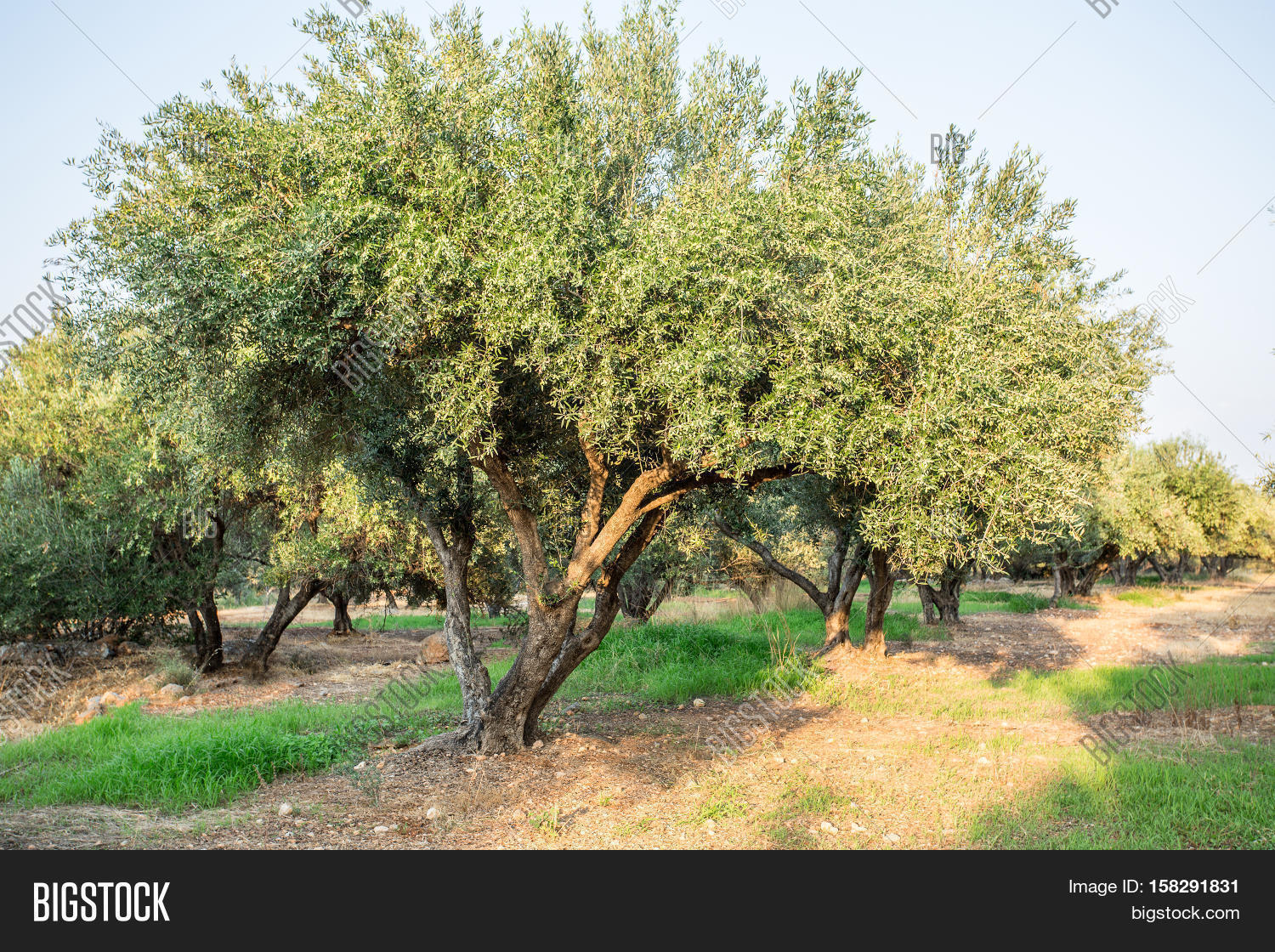 Olive Trees Garden. Image & Photo (Free Trial) | Bigstock