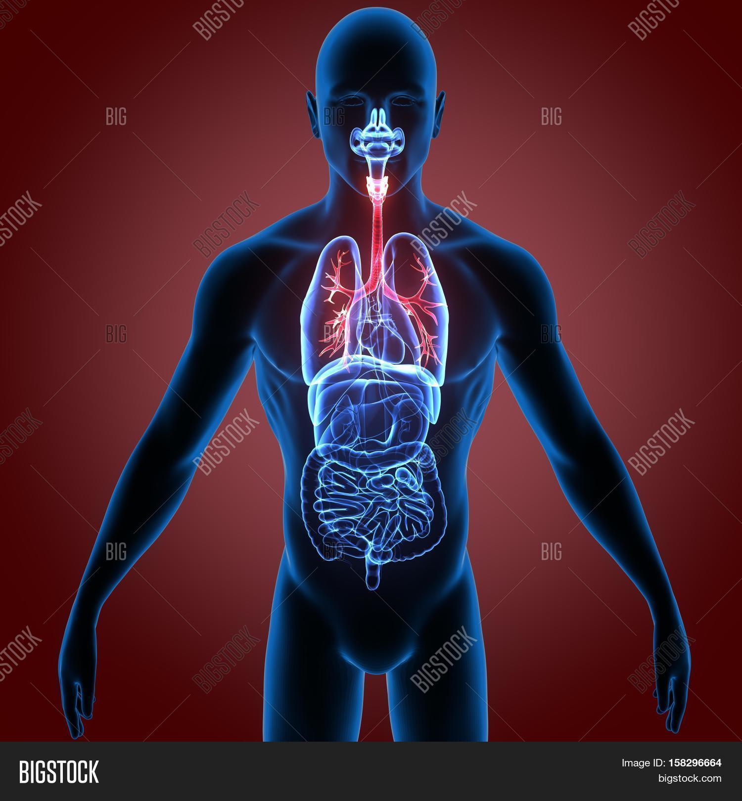 Human Bronchus Anatomy Image & Photo (Free Trial) | Bigstock
