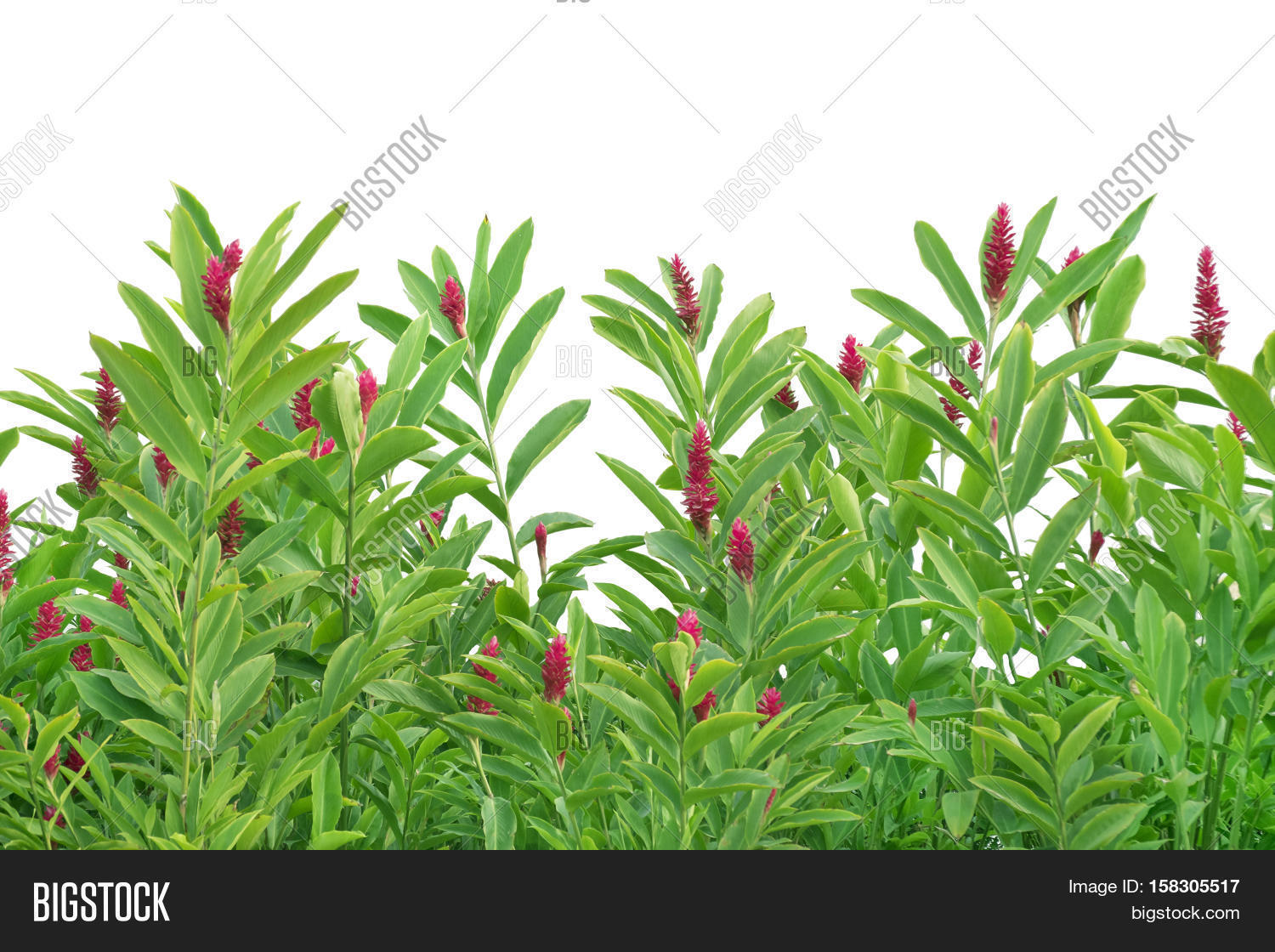 Alpinia Purpurata Image & Photo (Free Trial) | Bigstock