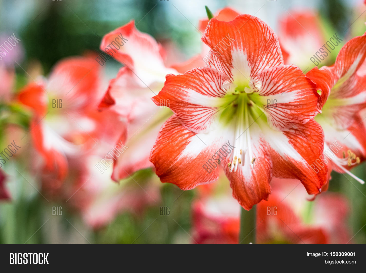 Hippeastrum Amaryllis Image & Photo (Free Trial) | Bigstock