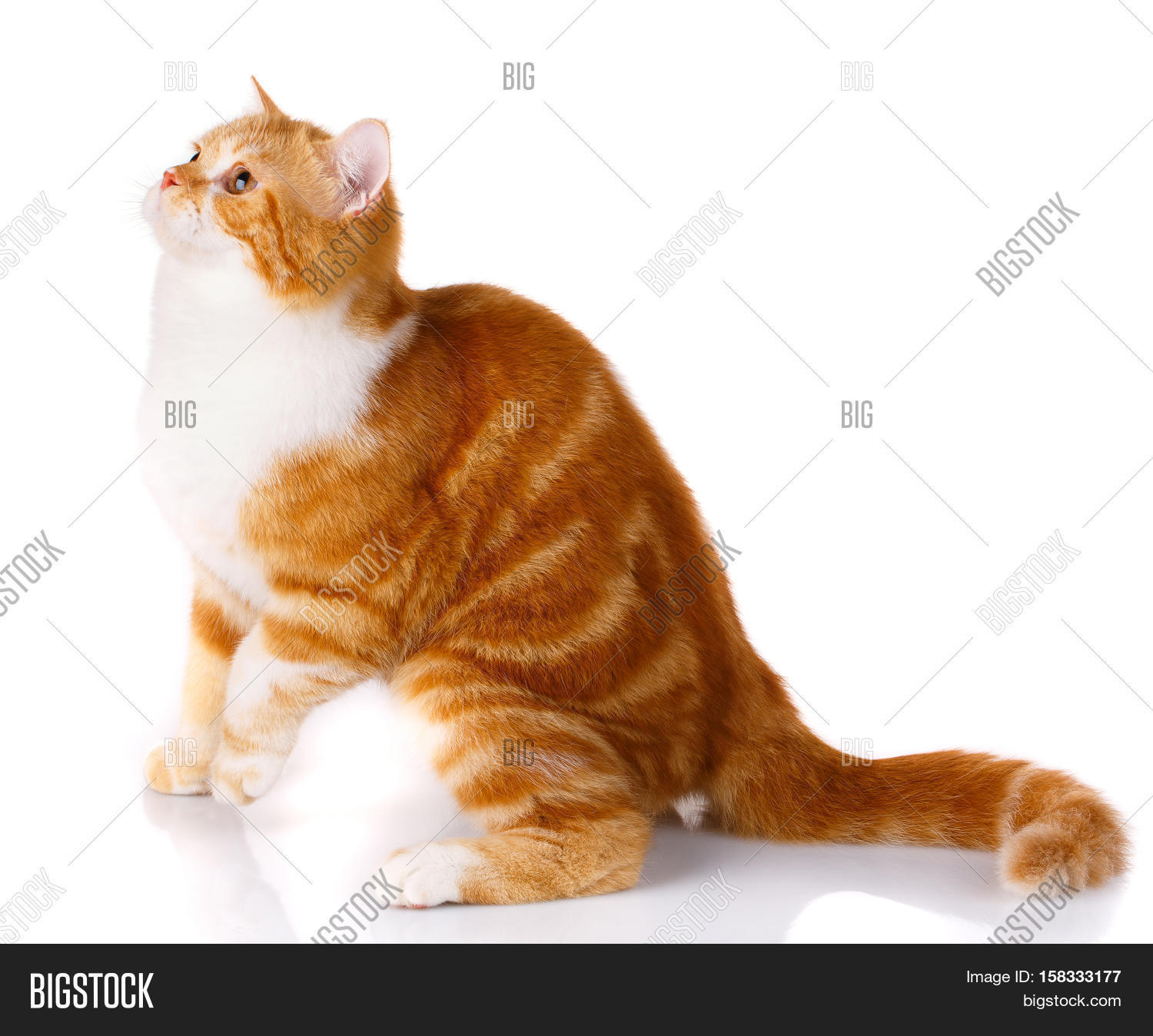 Cat Sitting Sideways