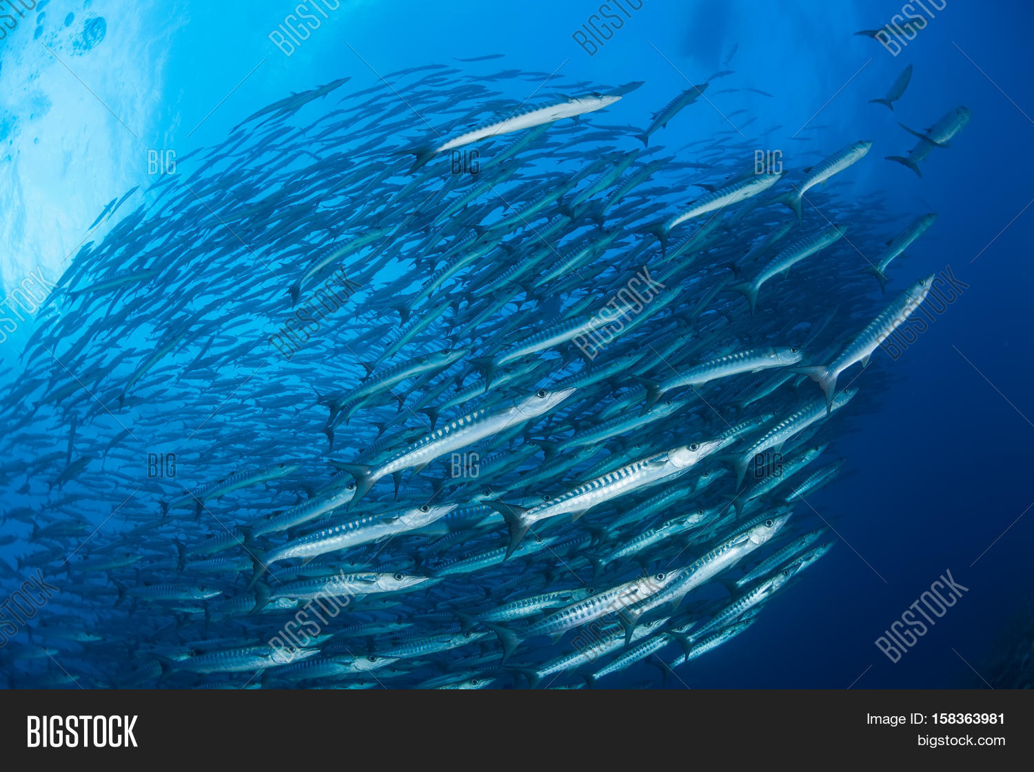 Barracuda Underwater Image & Photo (Free Trial) | Bigstock