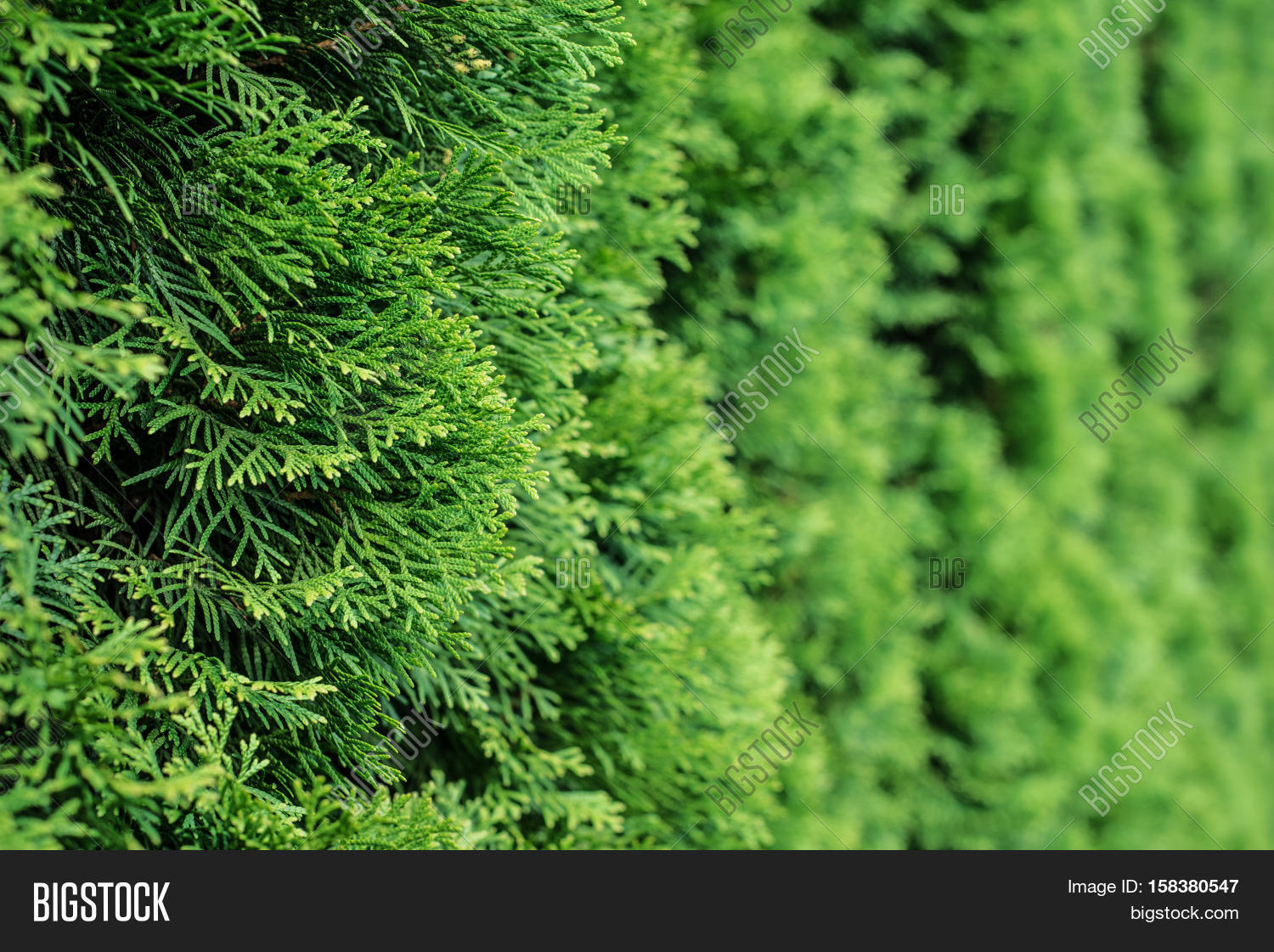 White Cedar Background Image & Photo (Free Trial) | Bigstock