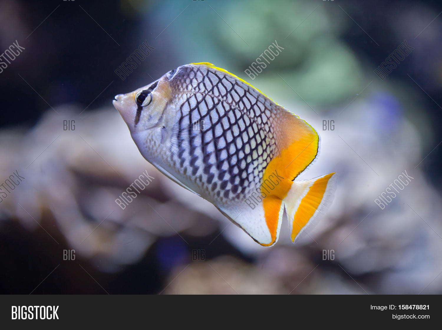 Pearlscale Image & Photo (Free Trial) | Bigstock