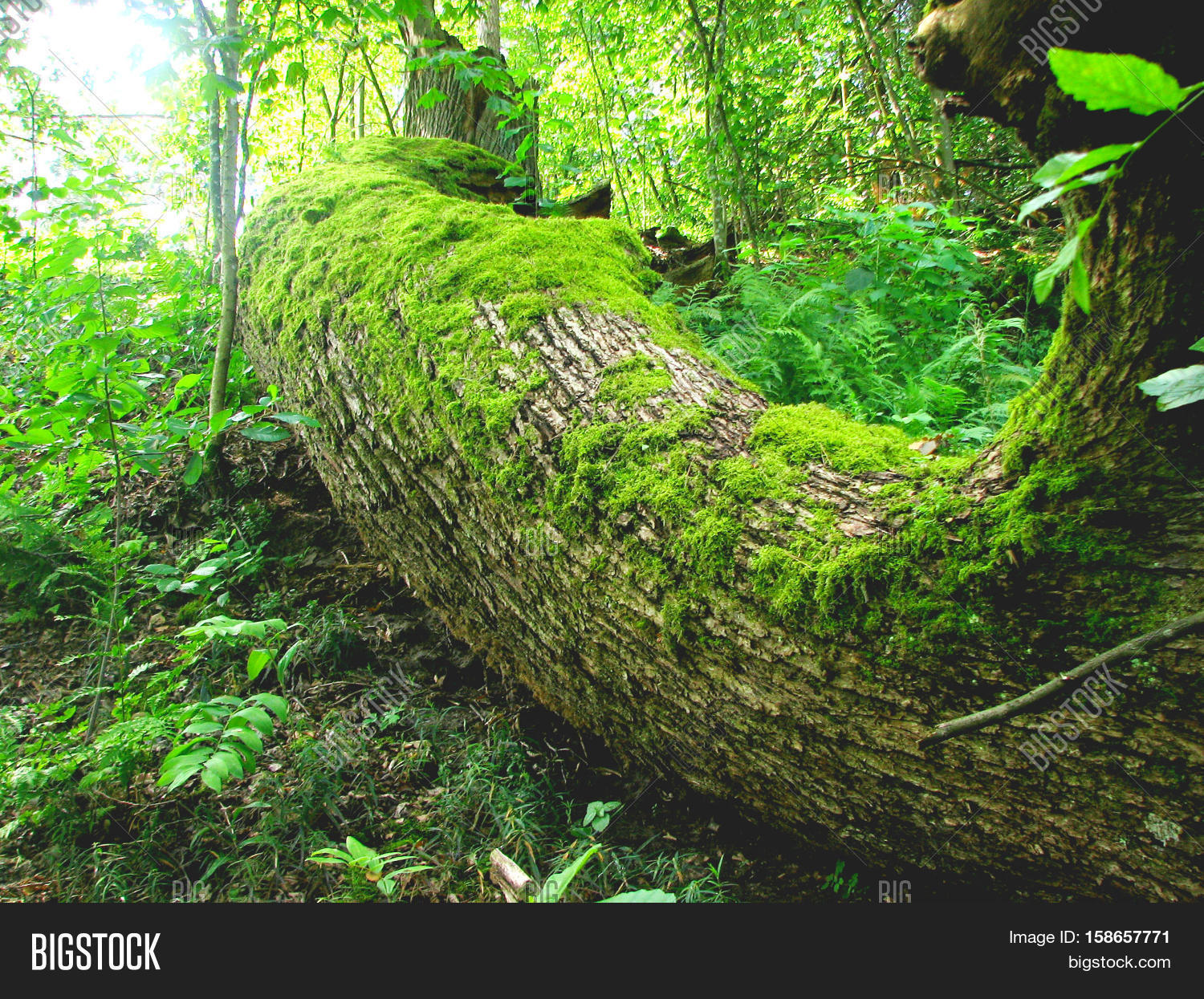 Fallen Tree Forest. Image & Photo (Free Trial) | Bigstock