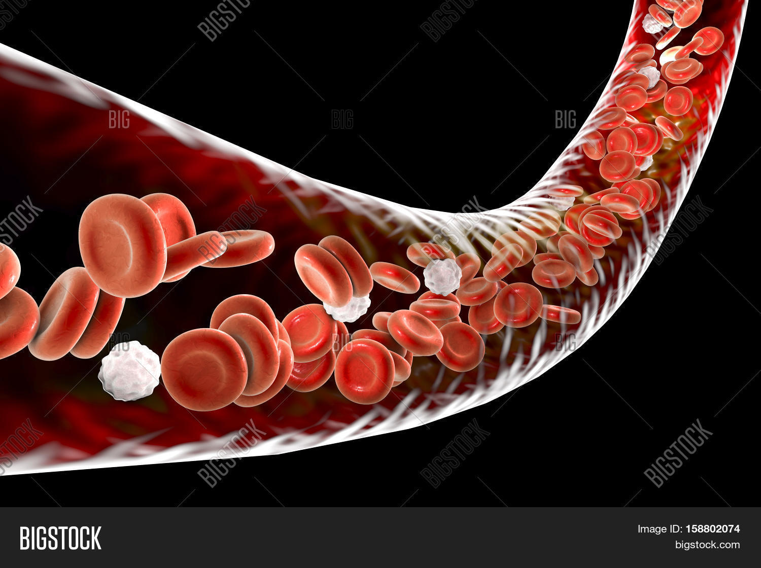 Blood Vessel Flowing Image & Photo (Free Trial) | Bigstock