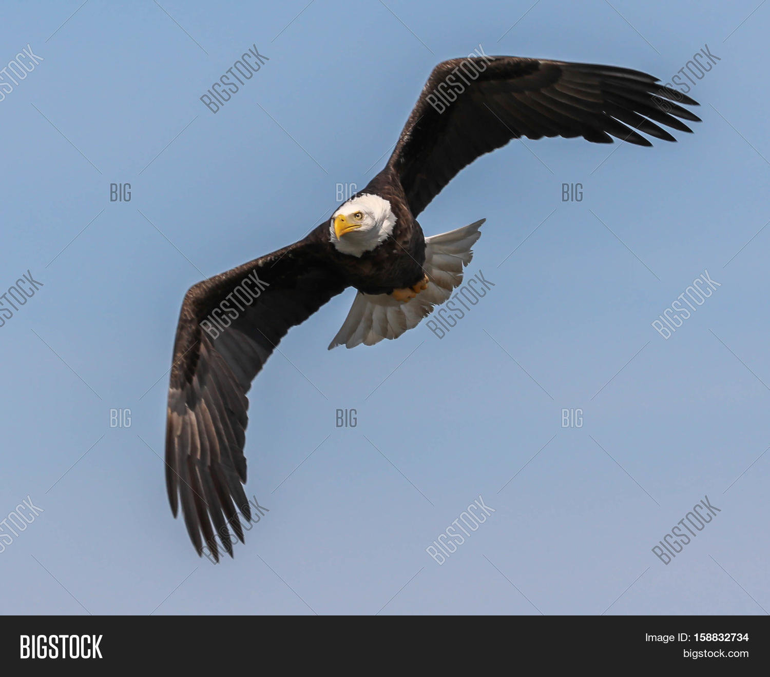 Bald Eagle Flapping Image & Photo (Free Trial) | Bigstock