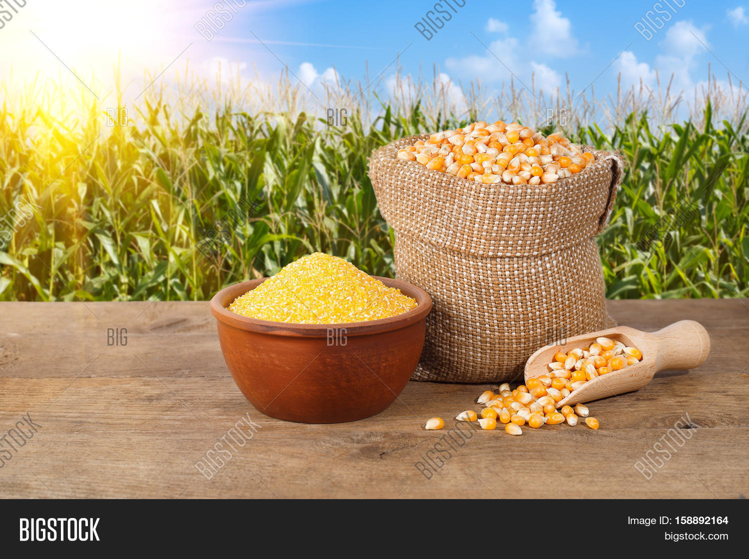 Dry Uncooked Corn Image & Photo (Free Trial) | Bigstock