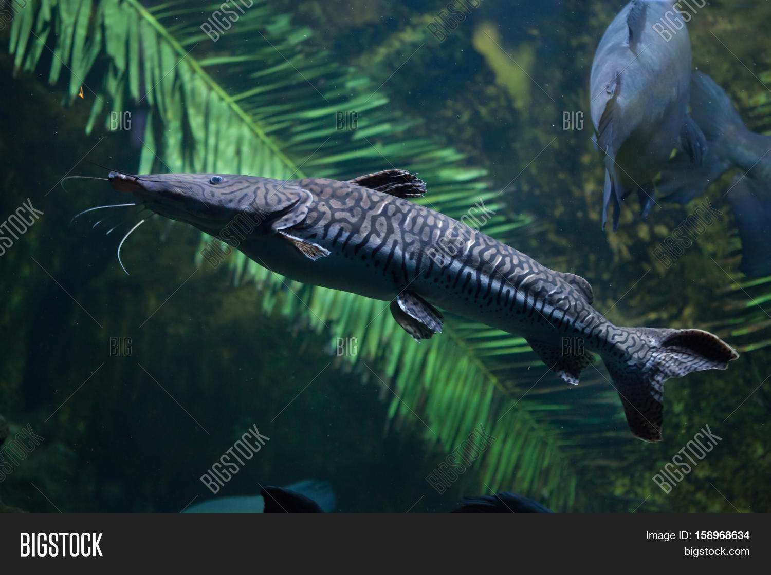 Tiger Sorubim ( Image & Photo (Free Trial) | Bigstock
