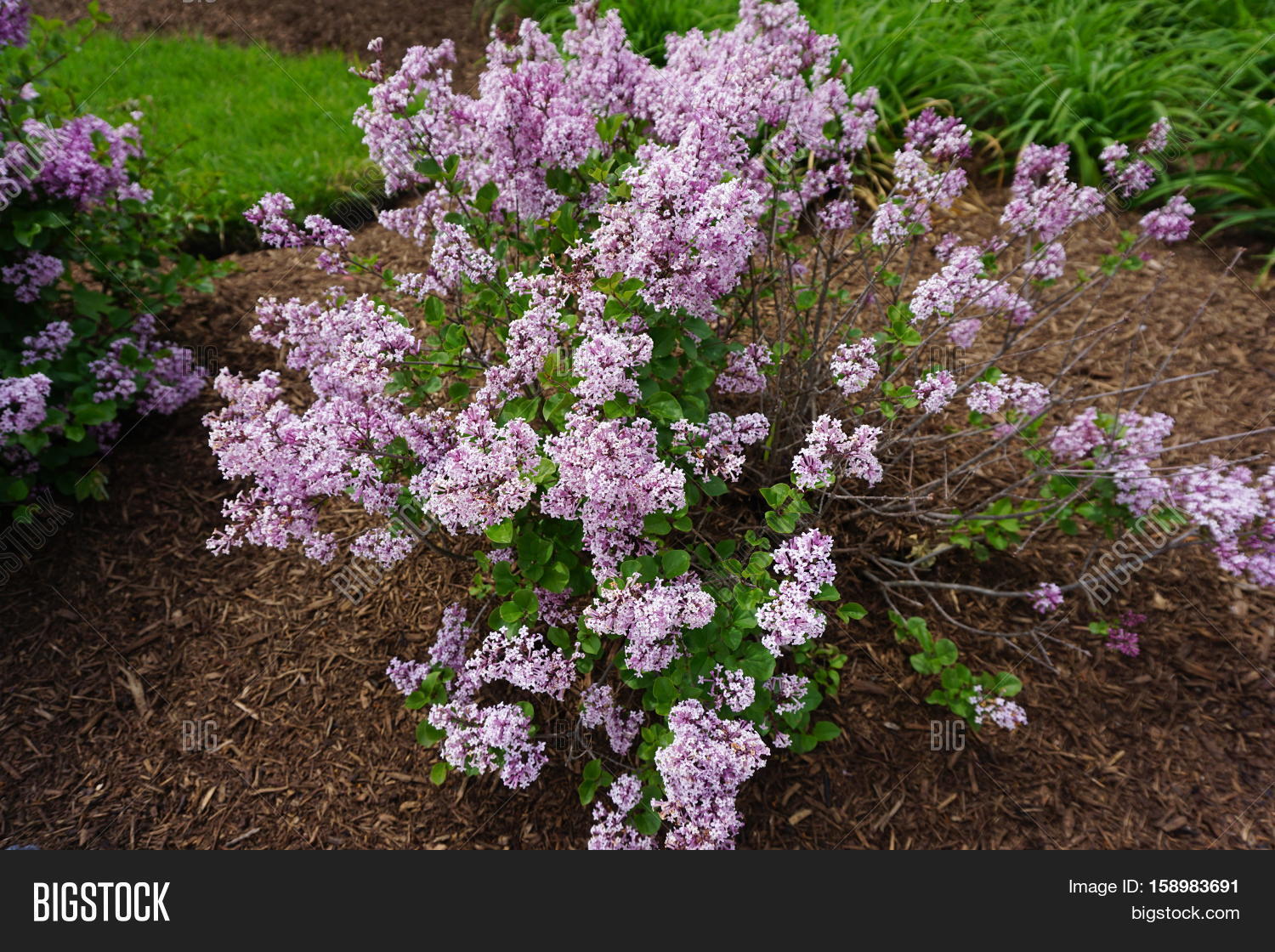 Dwarf Korean Lilacs ( Image & Photo (Free Trial) | Bigstock
