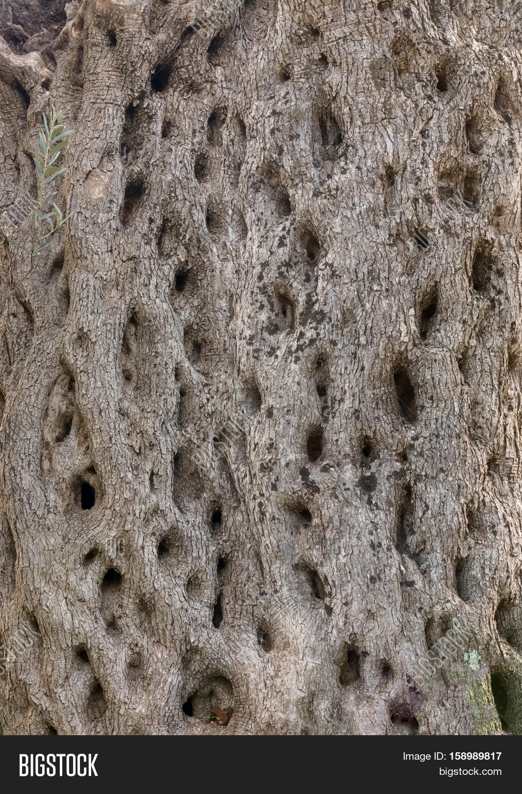 Seamless Texture Olive Image & Photo (Free Trial) | Bigstock